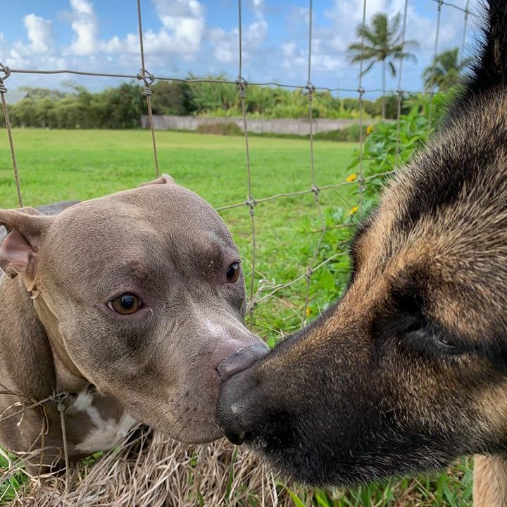 Announcing the 2020 Volunteer Heroes in Maui County – HandsOn Maui